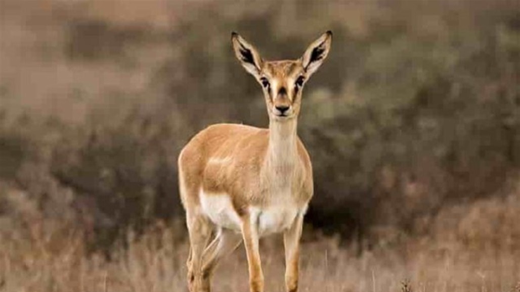 اليابان.. حادث مروري مع غزال يتسبب بوفاة شخصين | دوليات